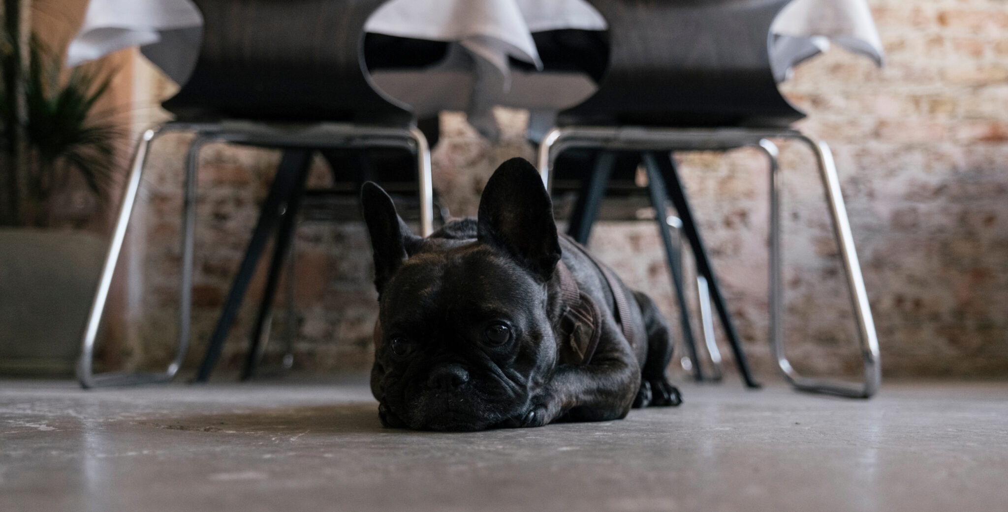 Team – Araka Istanbul